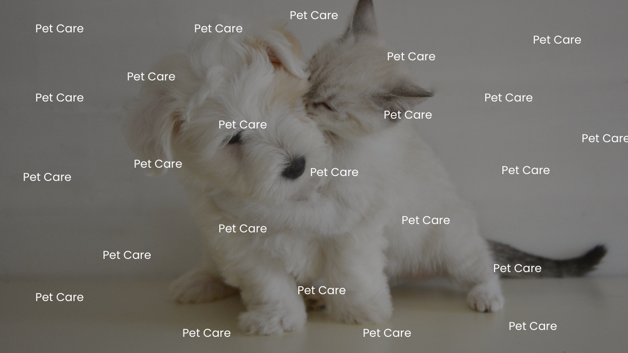 How Pest Control Can Pester Your Pet: Spring Pest Control : Your Animal ...